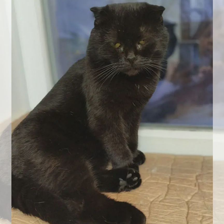 Взрослая, кошка в добрые руки