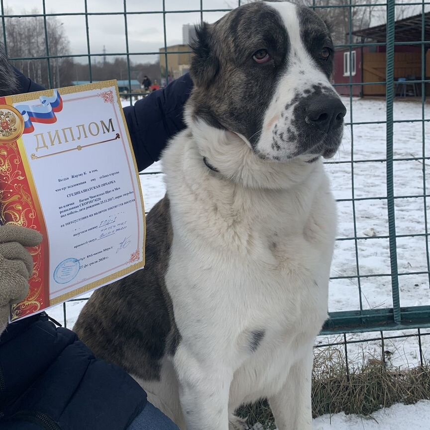 Среднеазиатская овчарка, вязка