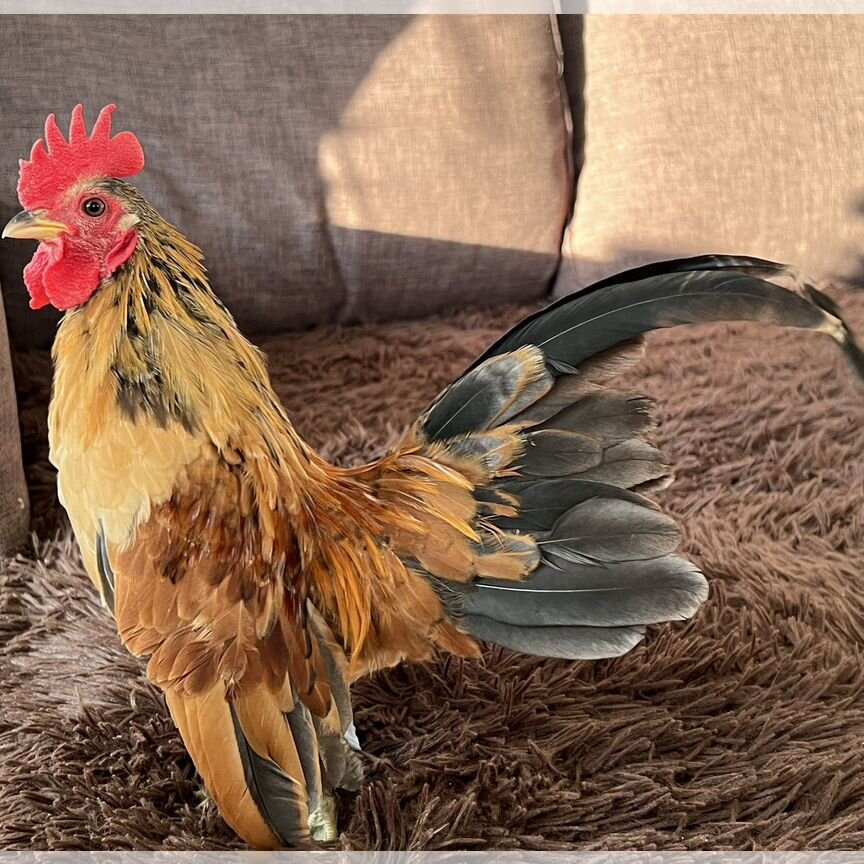 Петушок Малазийская серама