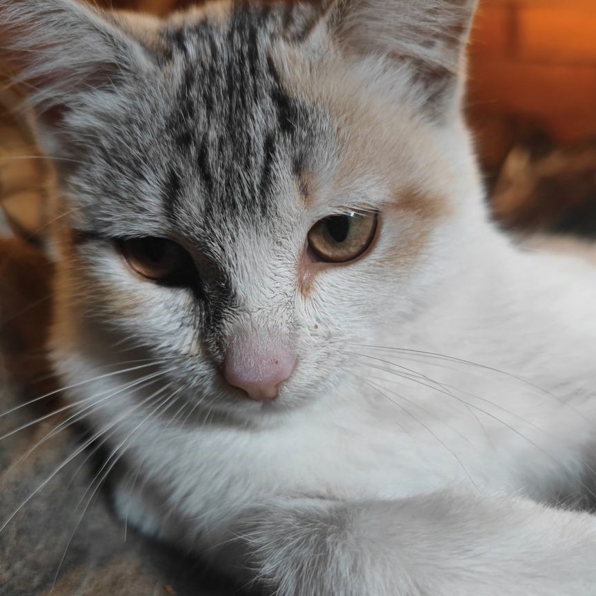 Котенок девочка котейка котёнок