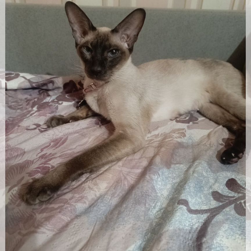 Ориентальная, взрослая кошка