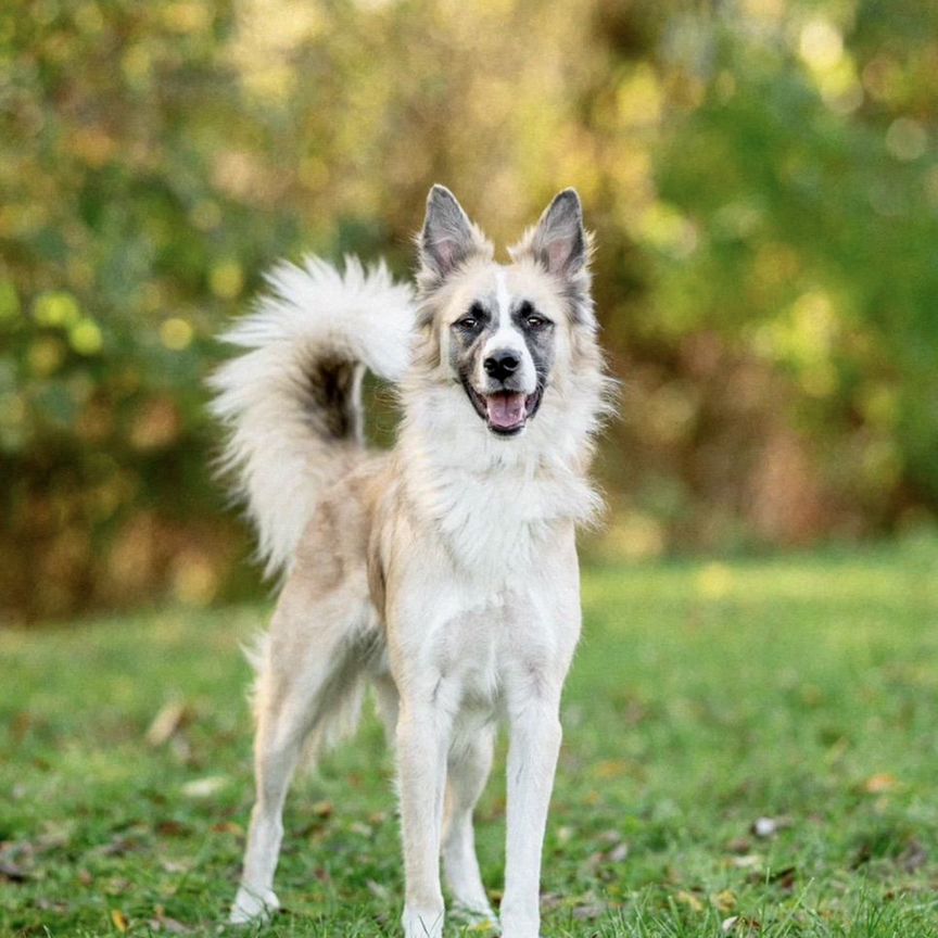 Собака в добрые руки