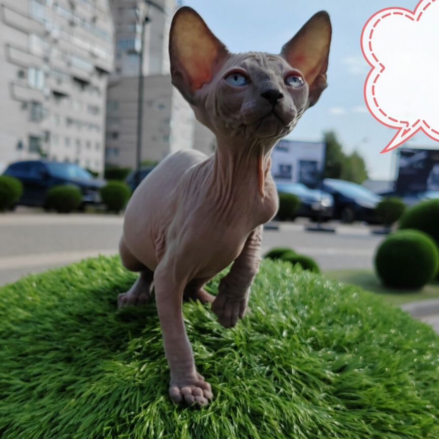 Канадский сфинкс котенок девочка