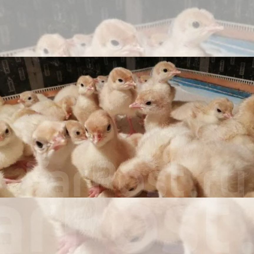 Индюшата 20-ти дневные