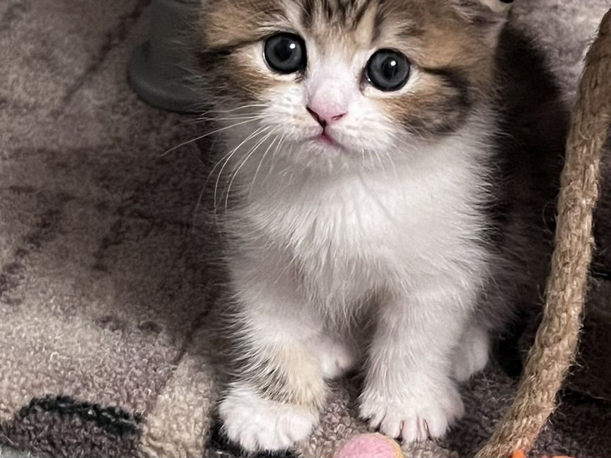 Шотландская вислоухая кошка