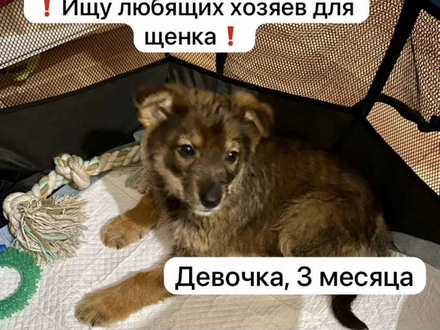 Восточно сибирская лайка