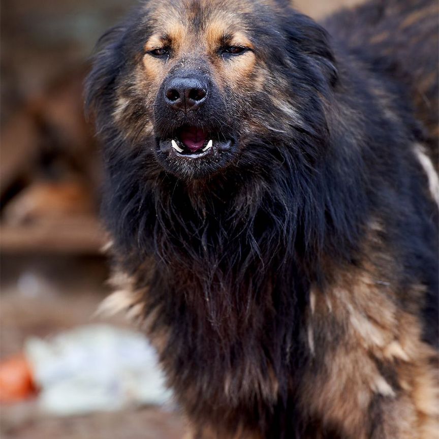 Мухтар хороший охранник