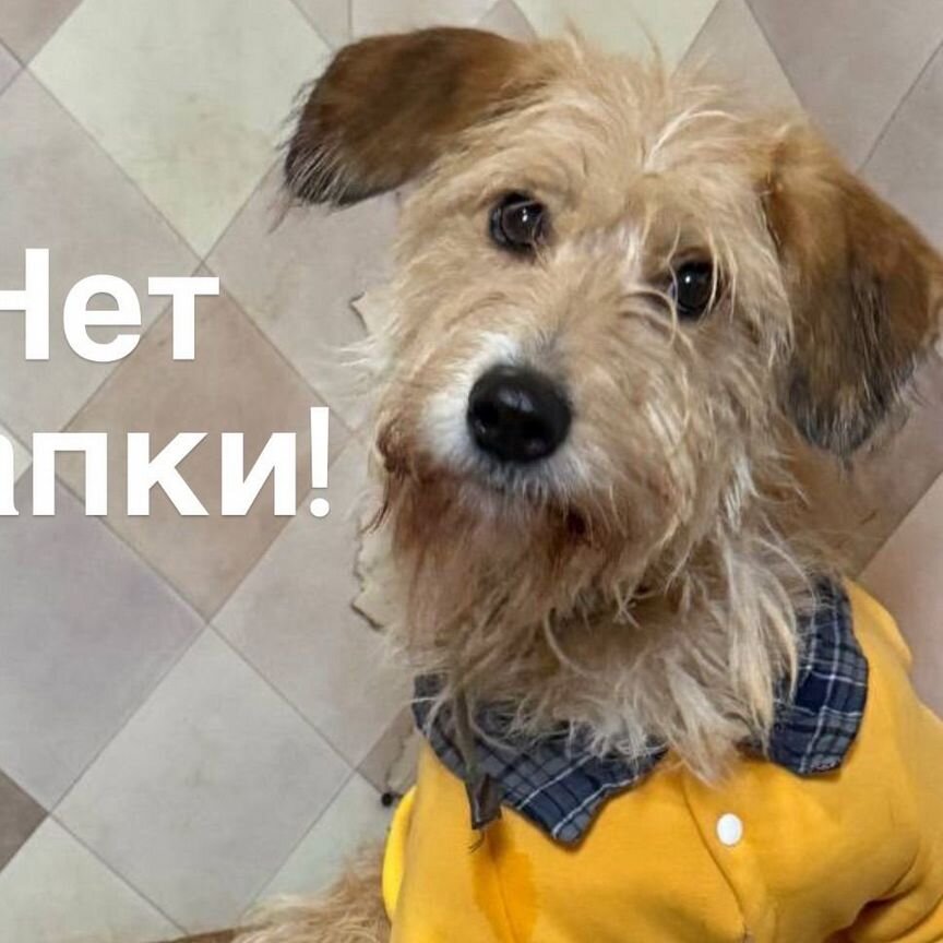 Взрослая собака в добрые руки