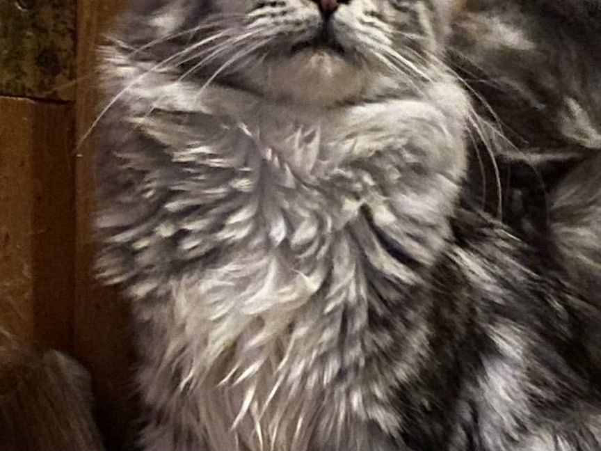 Девчоночки мейн-кун