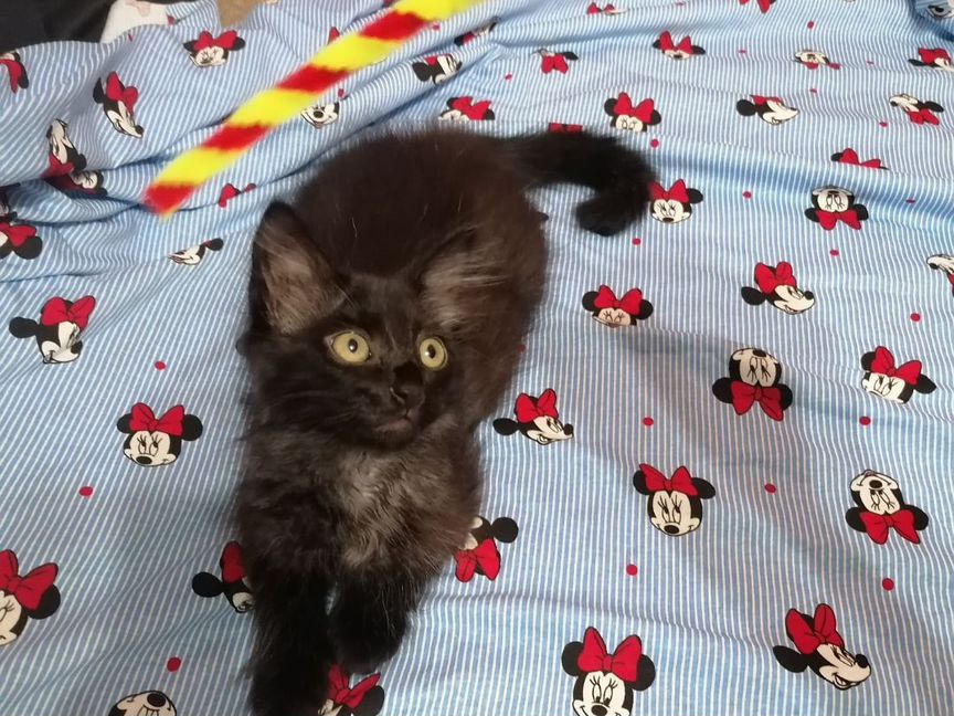 Кошка