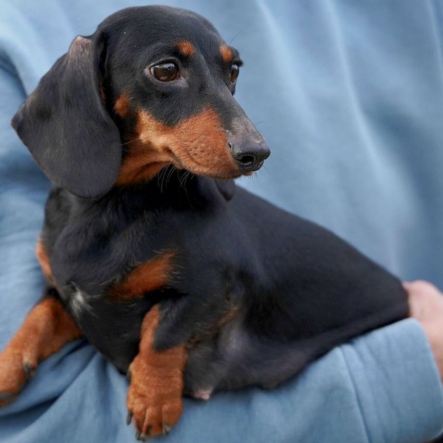 Такса, взрослая собака