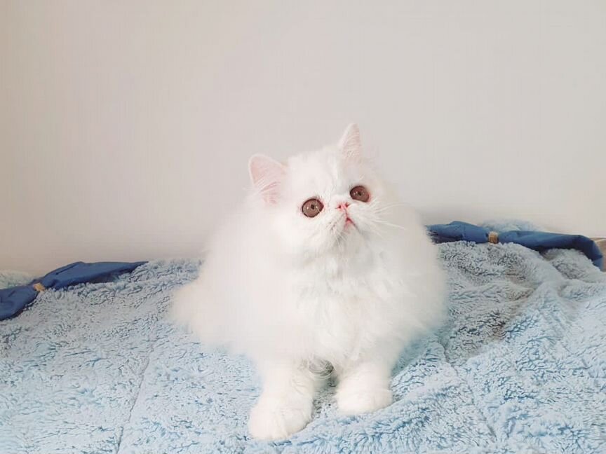 Царевна лебедь