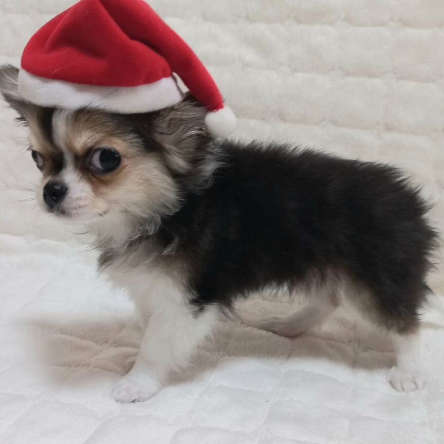 Чихуахуа, щенок