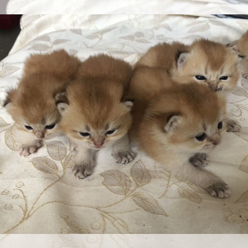 Шотландский вислоухий короткошёрстный котёнок