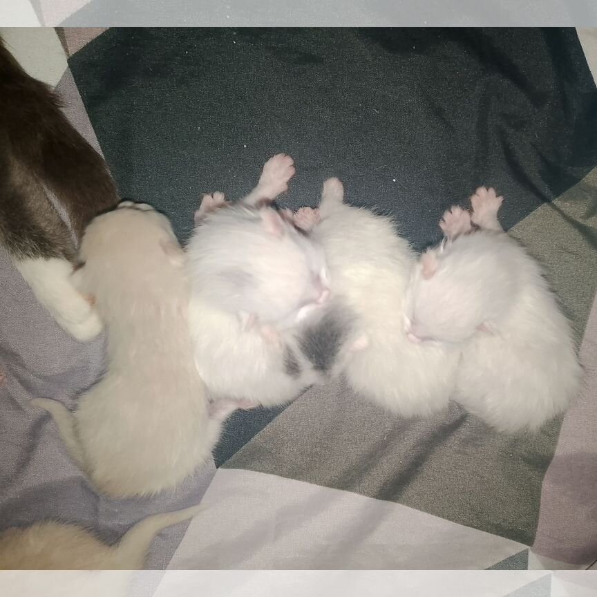 Котята в добрые руки