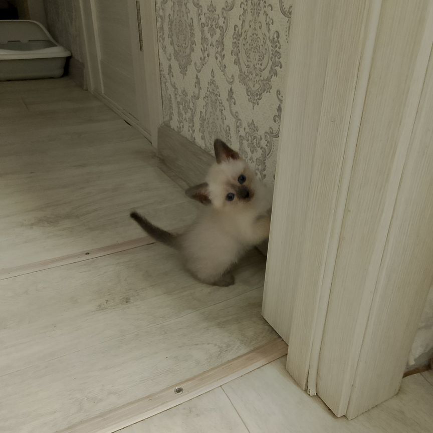 Тайская кошечка