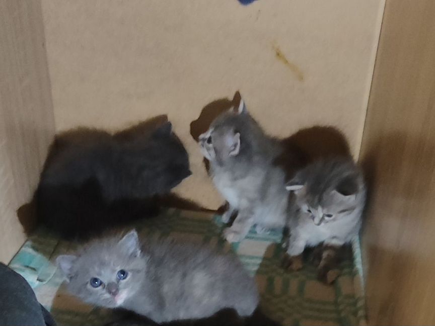 Маленькие милые пушистики