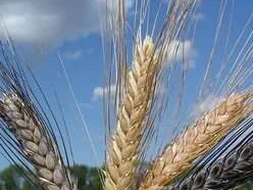 Пшеничные отходы. Пшеница сортированая