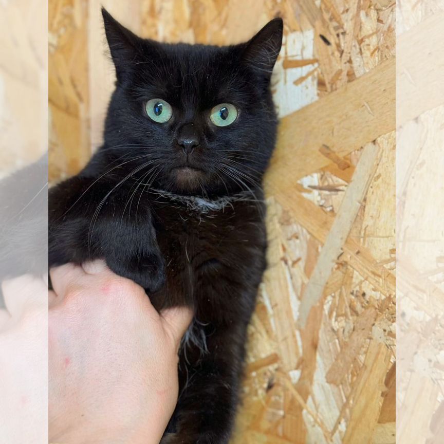 Черная киска Вуаль ждет вас