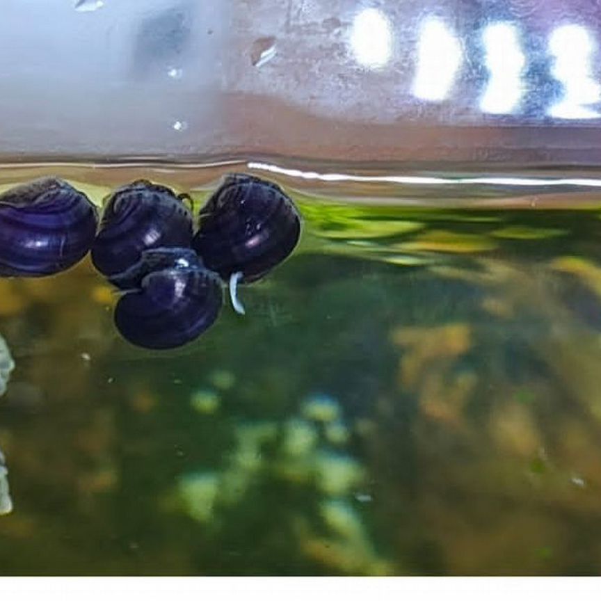 Улитки ампулярии