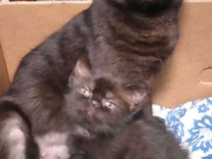 Экзотические короткошерстные котята