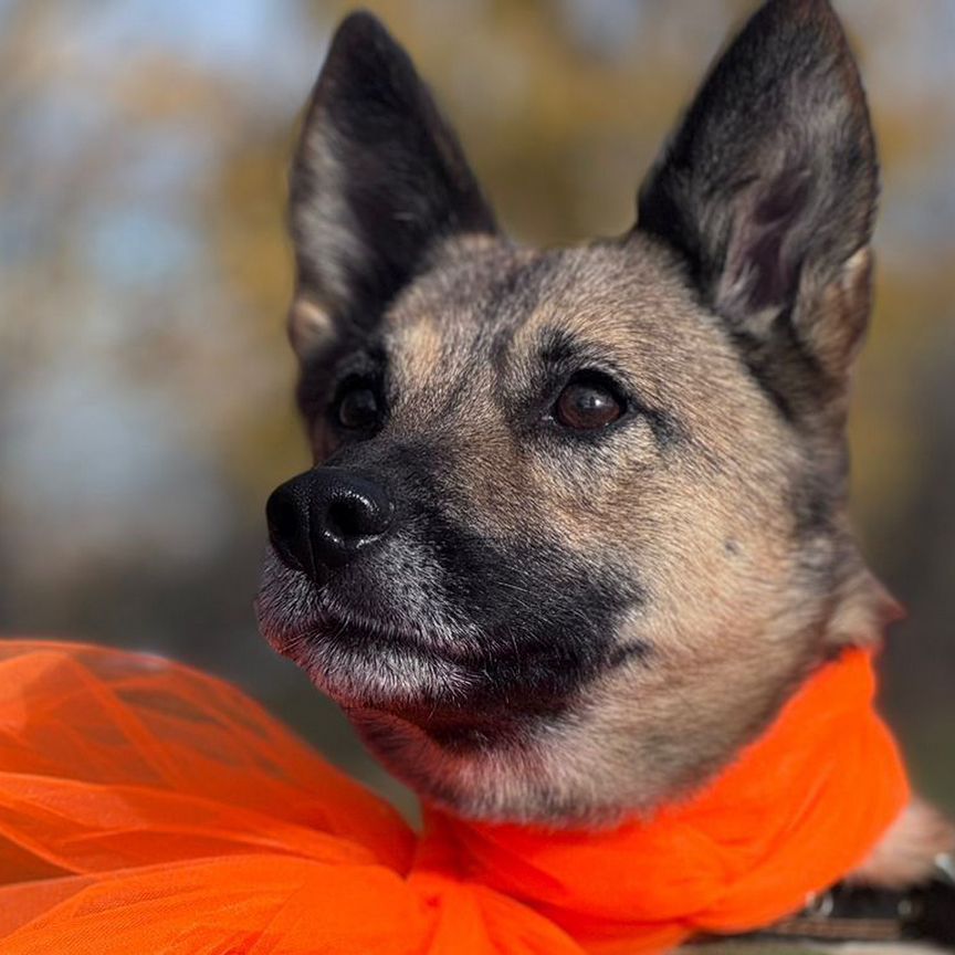 Собака Ларочка в хорошие руки