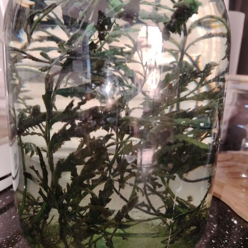 Аквариумное растение