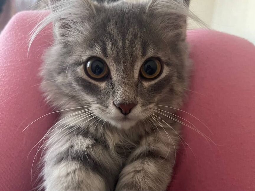 Котеночек бесплатно