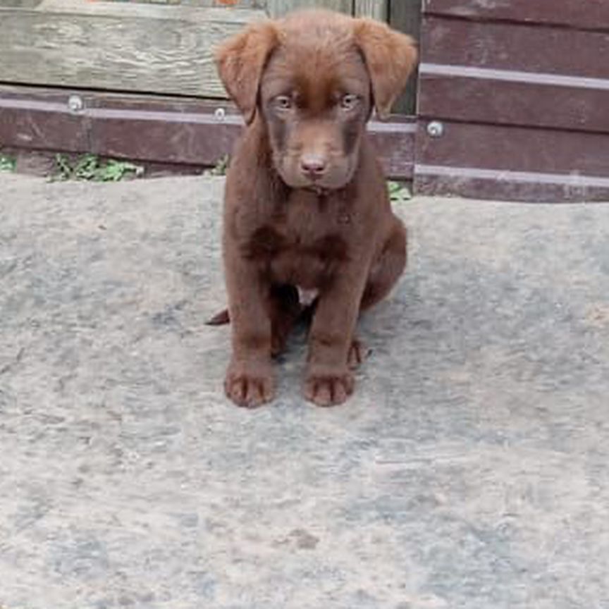 Лабрадор-ретривер, щенок