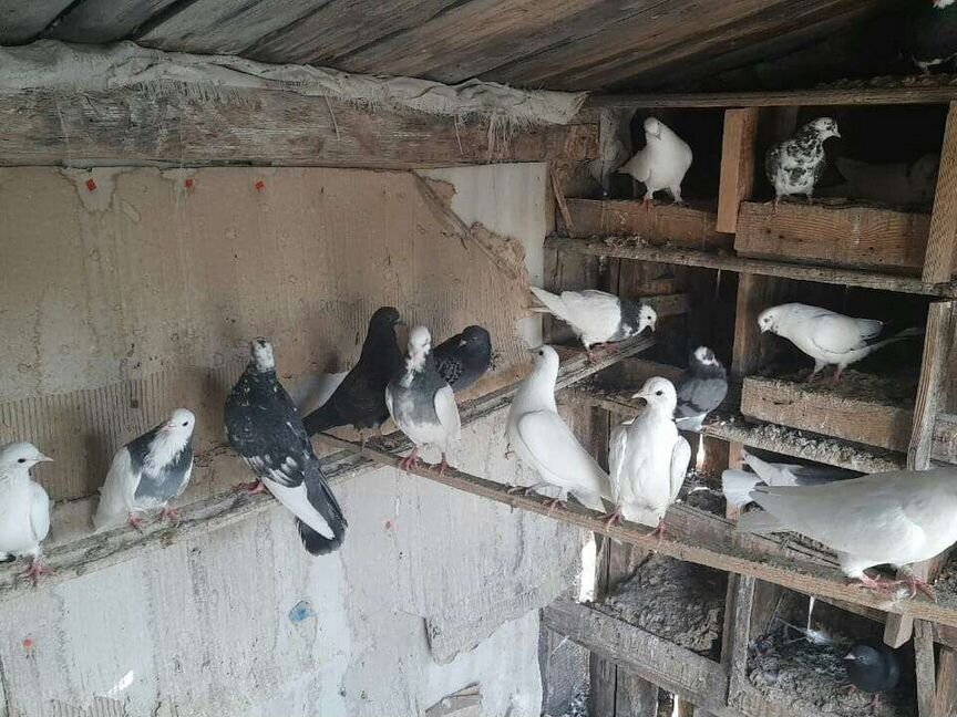 Голуби