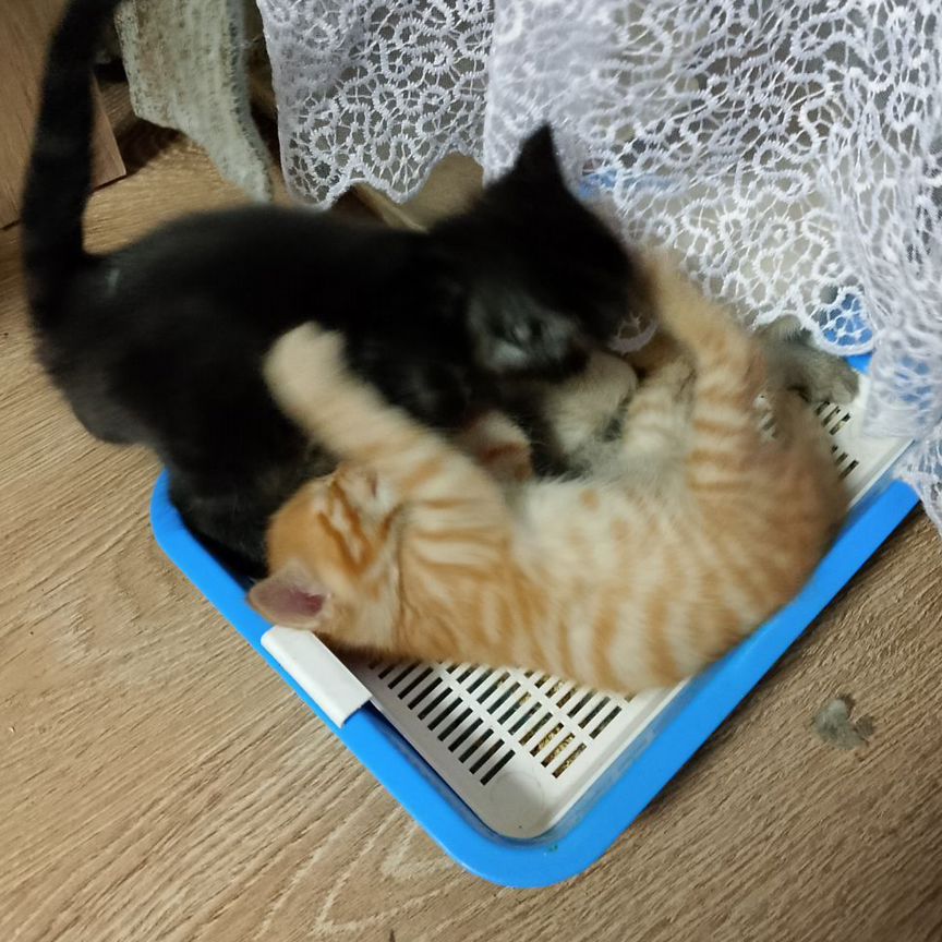 Котёнок в добрые руки