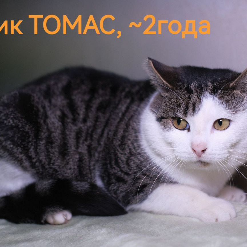 Котик ищет дом