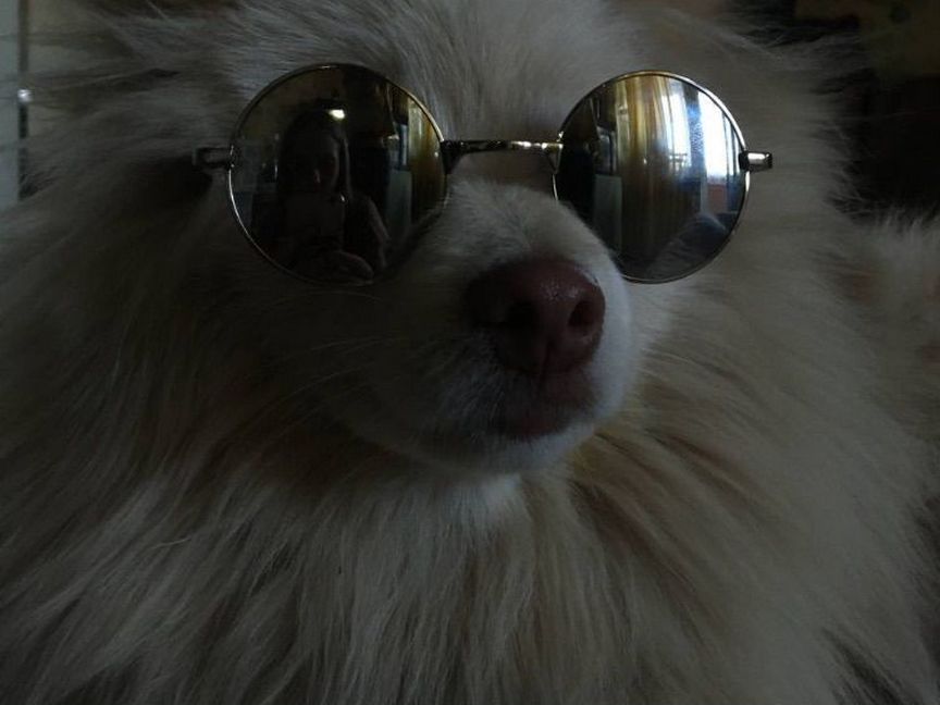 Японский шпиц