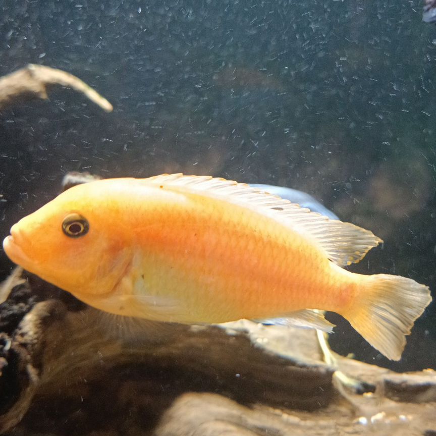 Живые рыбы красные цихлиды