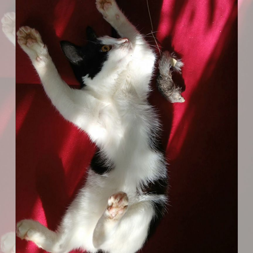 Котёнок в добрые руки