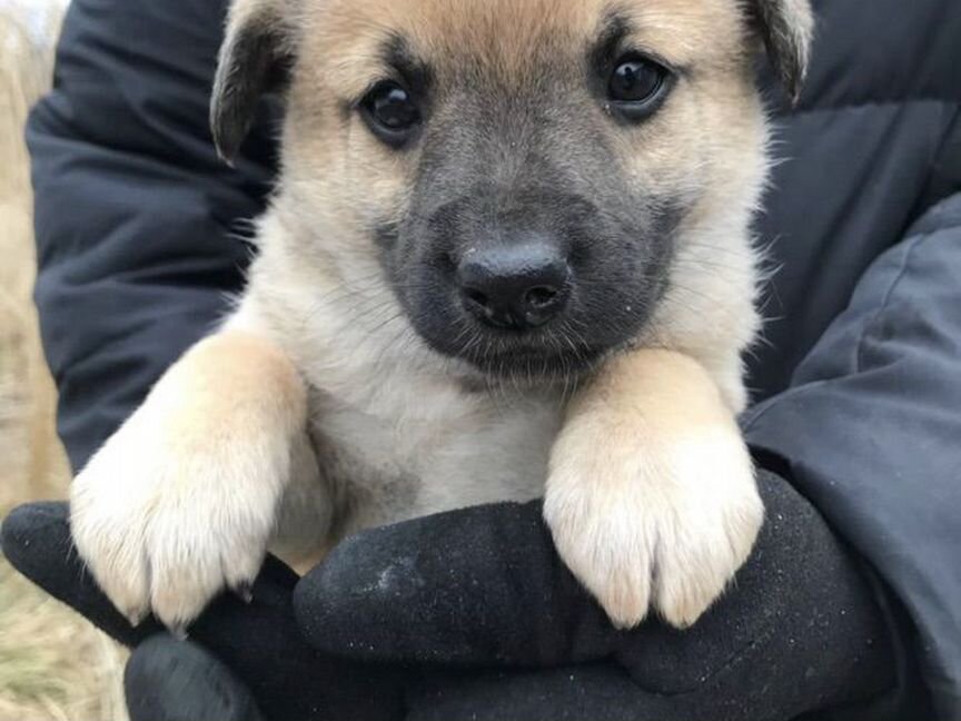 Щенок в добрые руки