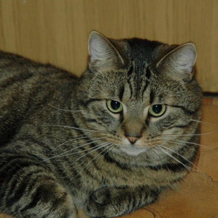Кошка