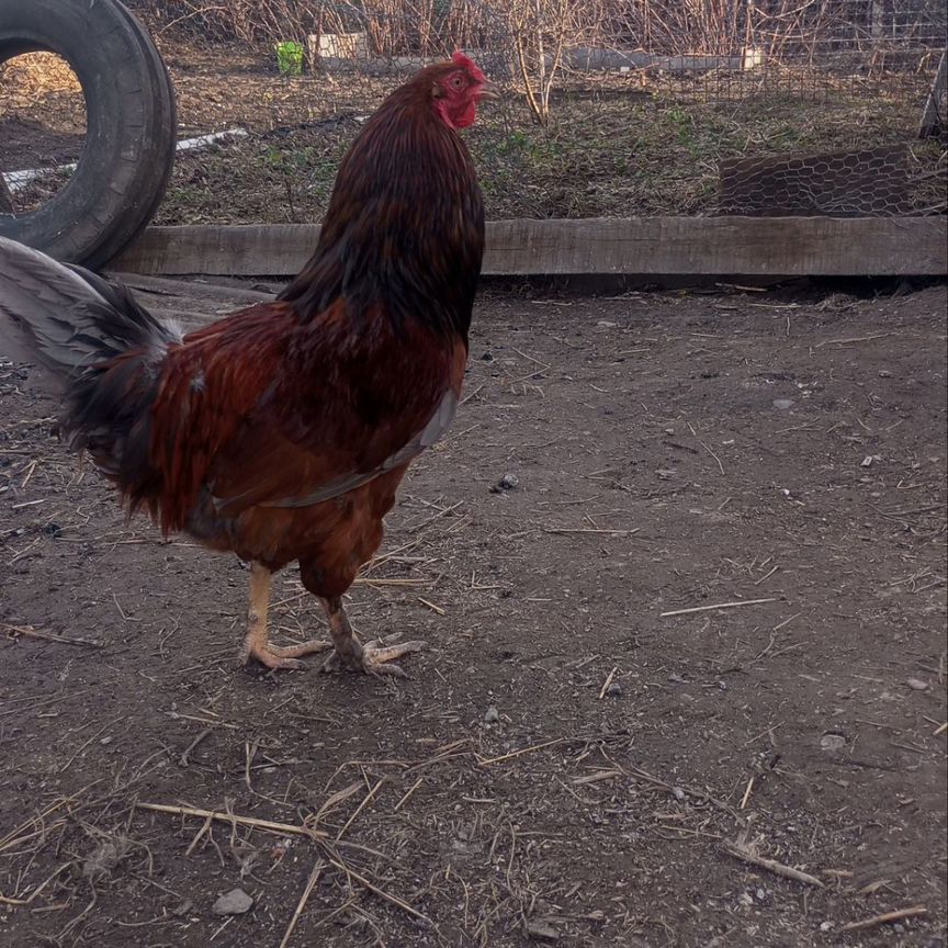 Петух амераукана