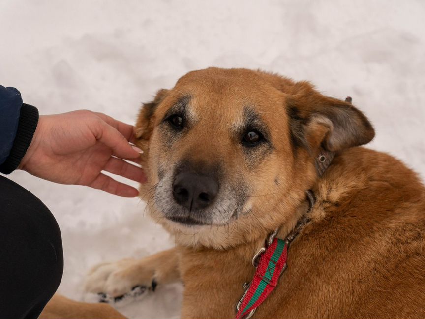 Собака в добрые руки отдам бесплатно