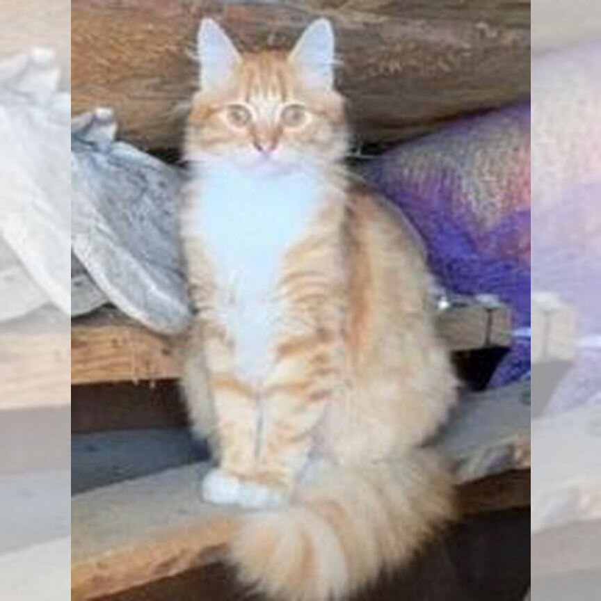 Два рыжих котенка в дар