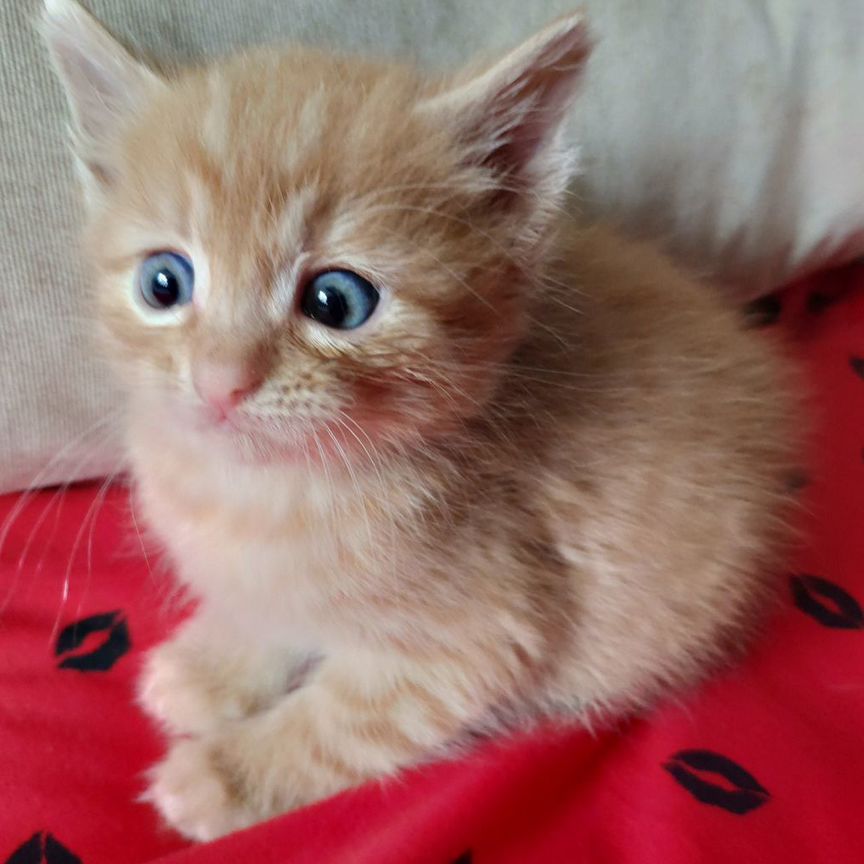 Отдам бесплатно в добрые руки котята 1.5 мес