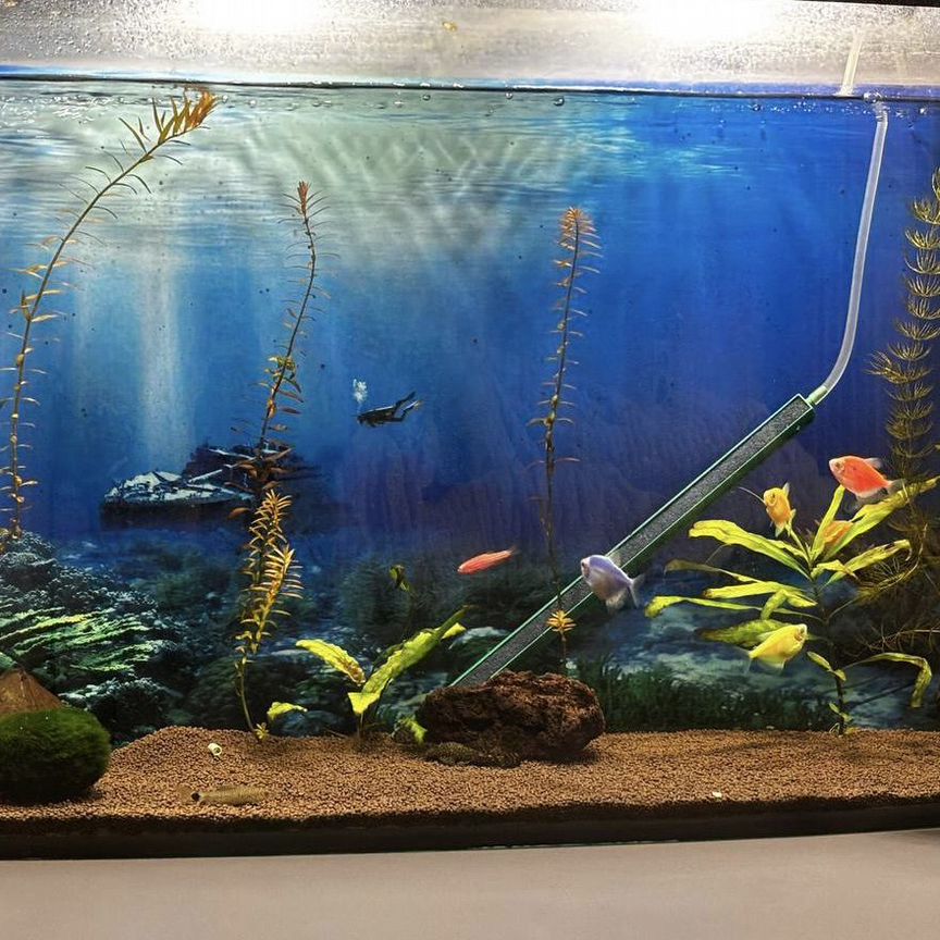 Аквариумные рыбки