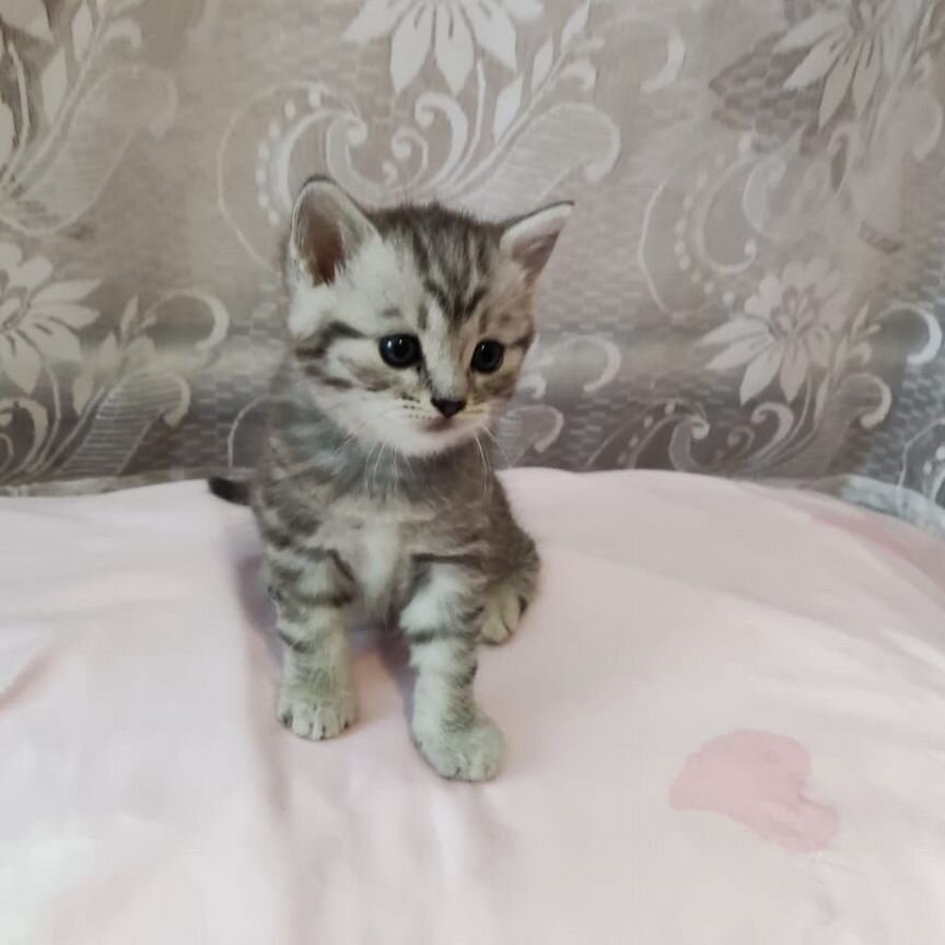 Котята бесплатно