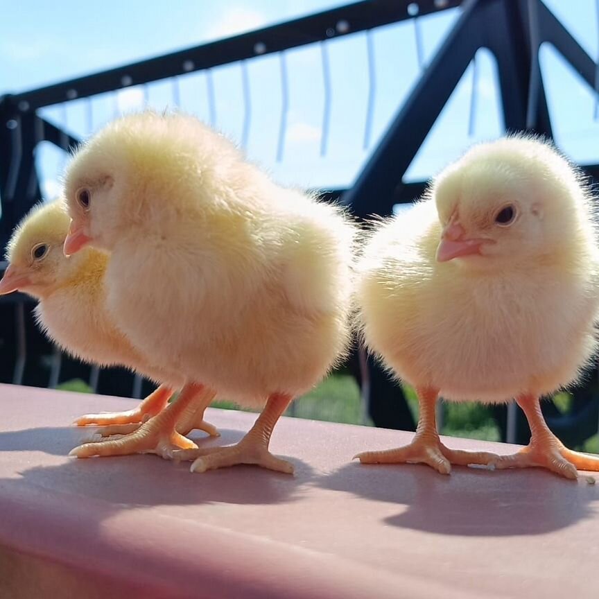 Бройлер суточный" кобб-500"