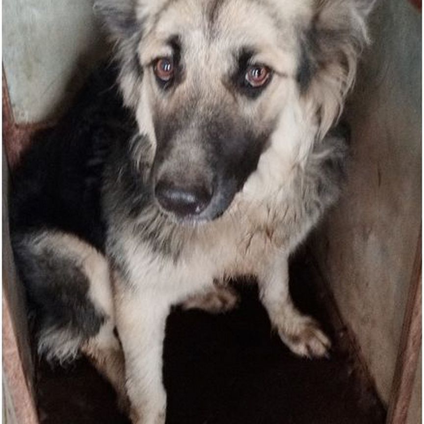 Собаки желают обрести семью)