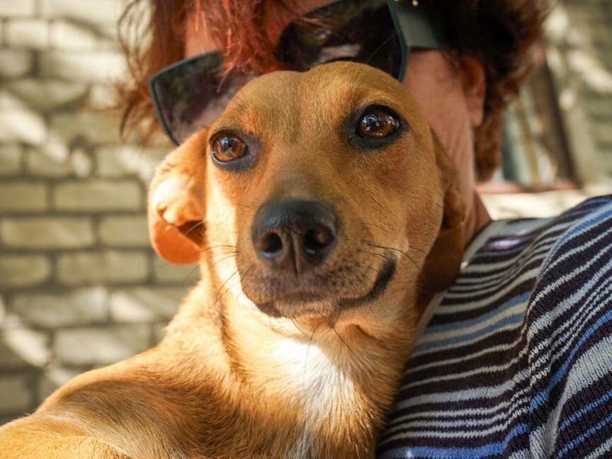 Собака в добрые руки