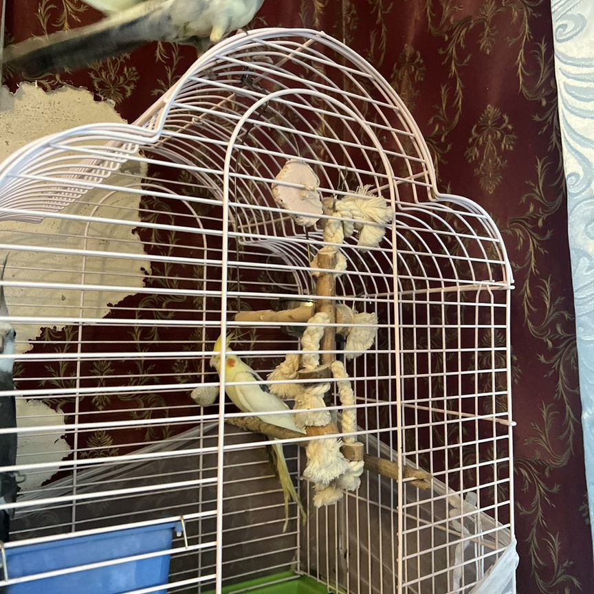 Корелла пара