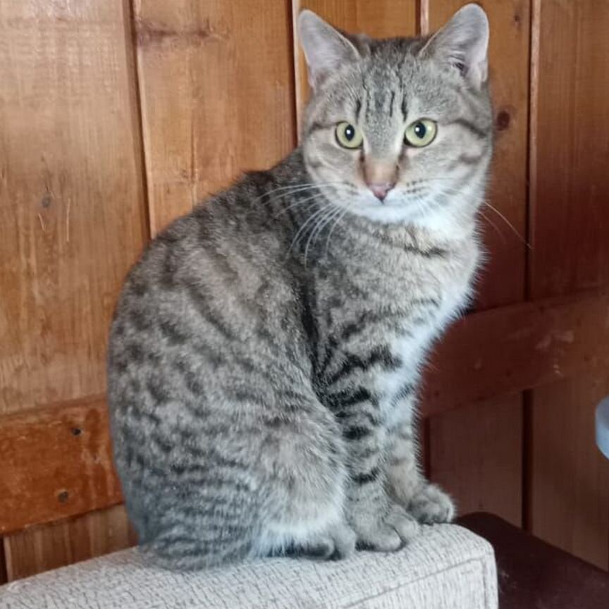 Котенок Проша в хорошую семью