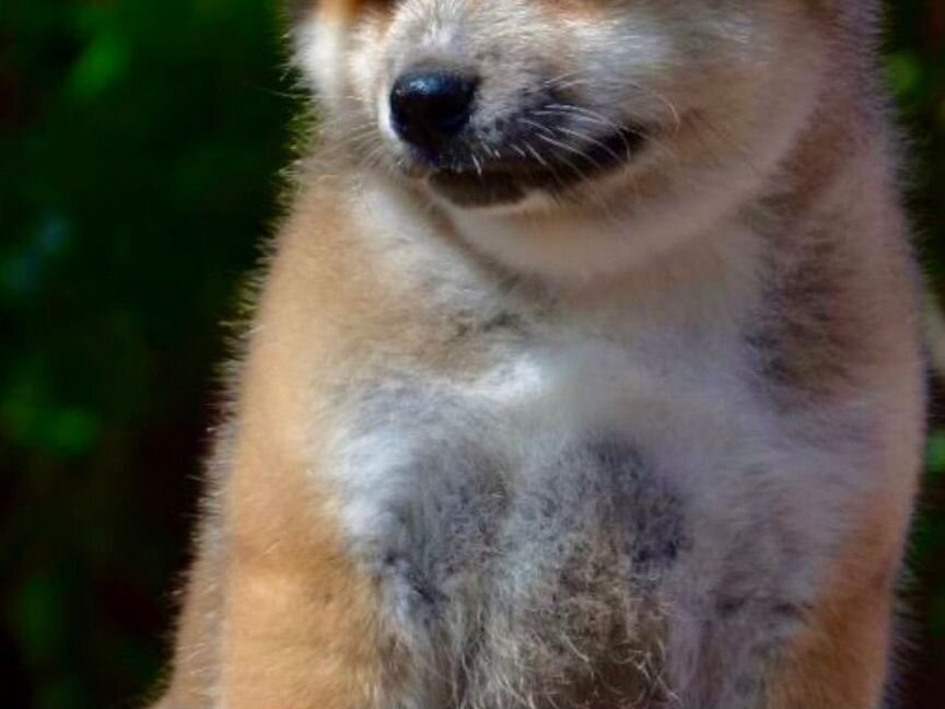 Акита ину малыши д.р20.05.23г