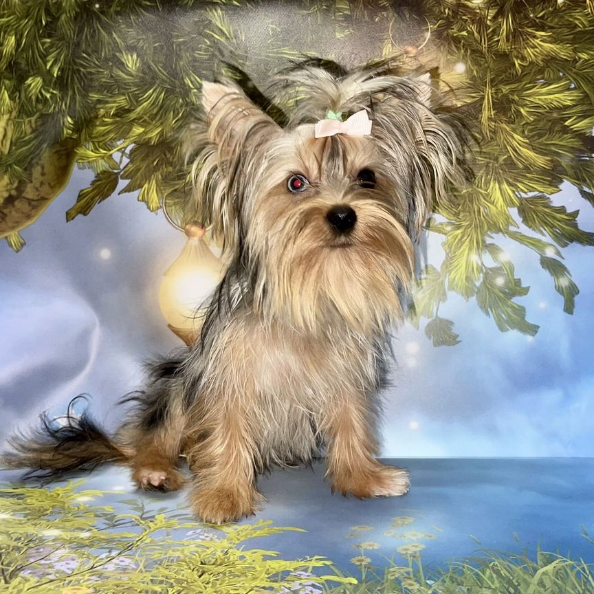 Мини девочка